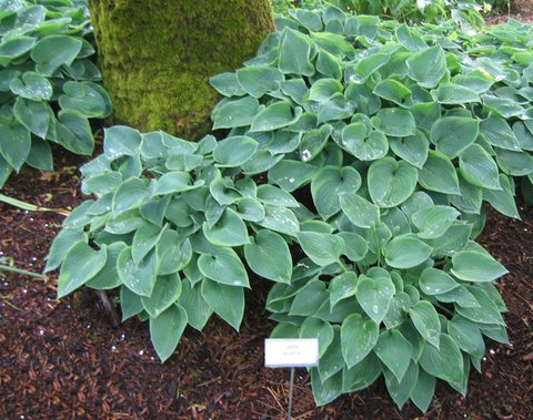 Hosta 'Abby' | | plant lust
