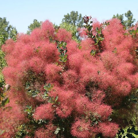 Cotinus coggygria The Velvet Fog® PP32352 | Cotinus coggygria The ...