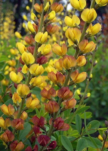 Baptisia 'Solar Flare' | Baptisia 'Solar Flare Prairieblues' | Solar ...