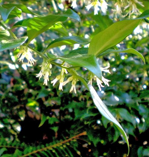 Sarcococca ruscifolia | Fragrant Sweet Box | Fragrant Sweetbox | Sweet ...