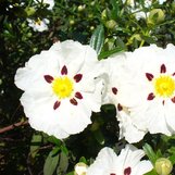 Cistus 'Snow Fire' | Cistus 'Snowfire' | Snow Fire Rock Rose | Snowfire ...