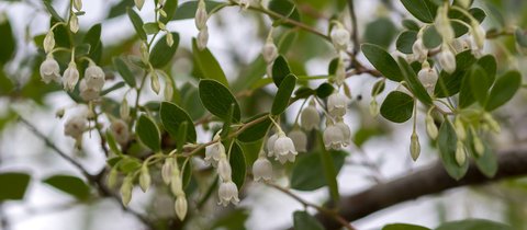 Vaccinium arboreum | Vaccinium arboretum | Farkleberry | Sparkleberry ...