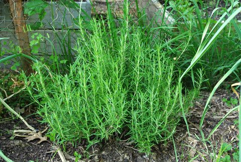 Rosmarinus officinalis 'Arp' | Arp Hardy Rosemary | plant lust