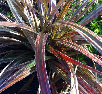 Astelia from multiple nurseries on Plant Lust