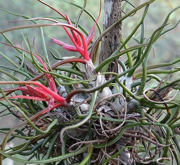 Tillandsia from multiple nurseries on Plant Lust