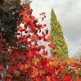 Vitis 'Roger's Red' | Vitis californica x vinifera 'Rogers Red' | Roger ...