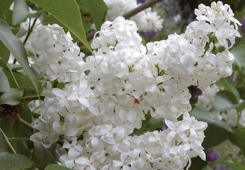 Syringa x hyacinthiflora 'Angel White' | Angel White Lilac | plant lust