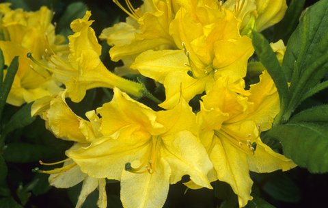 Lemon Lights Azalea | Azalea 'Lemon Lights' | plant lust