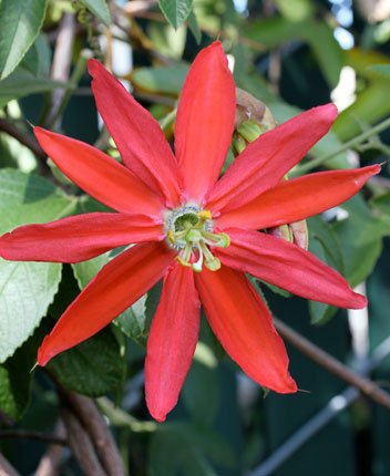 Passiflora 'Oaklandia' | Passiflora parritae x tarminiana 'Oaklandia ...