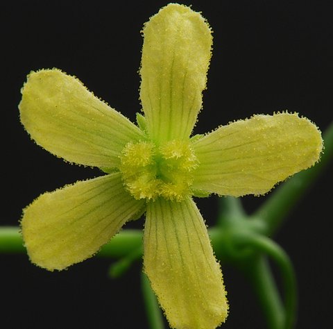 Kedrostis africana | Bryonia africana | Baboon's Cucumber | plant lust