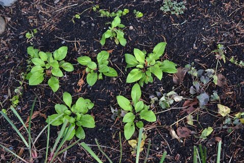 Silene dioica 'Ray's Golden' | Ray's Golden Red Campion | plant lust