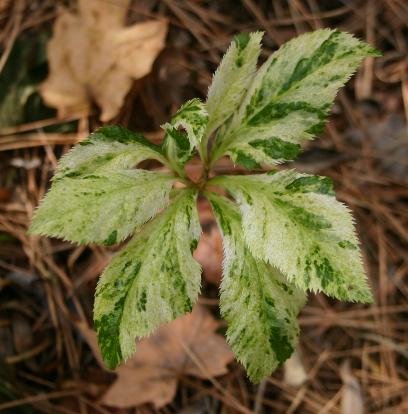 Helleborus [variegated foliage] | Variegated Lenten Rose | plant lust