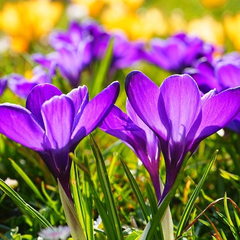 Crocus 'Flower Record' | Crocus vernus 'Flower Record' | plant lust