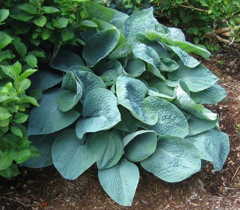 Hosta 'Blue Blazes' | | plant lust