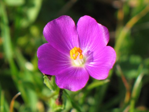 Calandrinia ciliata | Red Maids | plant lust