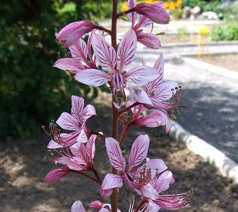 Dictamnus albus var. purpureus | Dictamnus albus [Pink] | Dictamnus ...