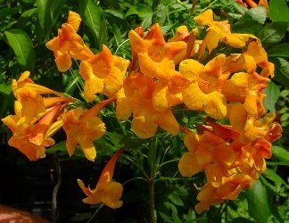 Tecoma fulva ssp. guarume 'Miami Sunrise' | Tecoma guarume 'Miami ...