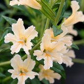 Diplacus grandiflorus [creamy yellow flowers] | Mimulus bifidus [creamy ...