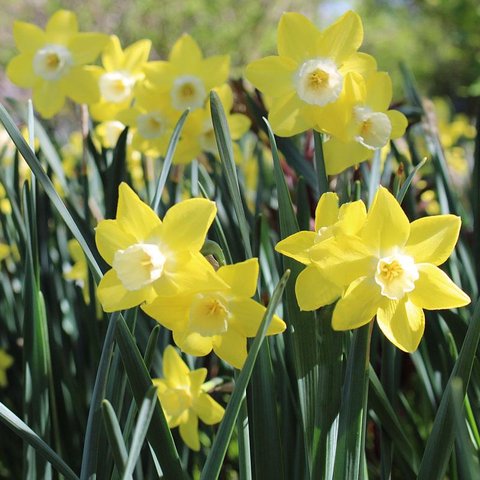 Narcissus 'Pipit' | Pipit Daffodil | plant lust