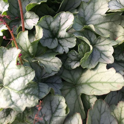 Heuchera Little Cuties™ Shimmer PP31859 | Little Cuties™ Shimmer Coral ...
