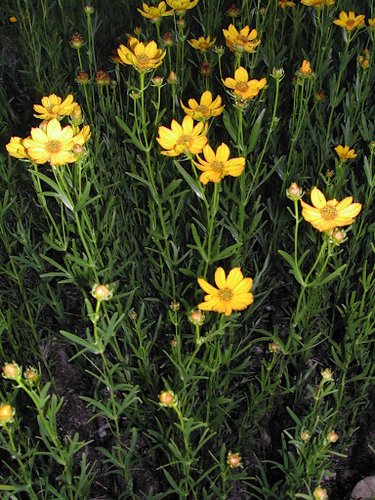 Coreopsis palmata | Prairie Coreopsis | Stiff Tickseed | plant lust