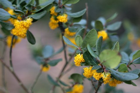 Azara integrifolia | | plant lust