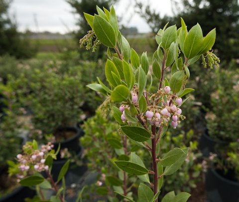 Arctostaphylos 'Austin Griffiths' | Arctostaphylos x 'Austin Griffiths ...