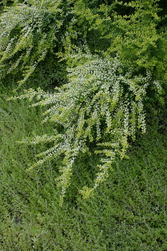 Lonicera nitida | Boxleaf Honeysuckle | plant lust