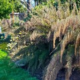 Rhodocoma capensis | Cape Restio | plant lust