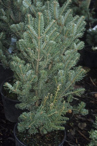 Abies alba 'Pyramidalis' | Silver Fir | plant lust