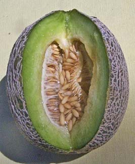 Green Nutmeg Melon | Cucumis melo 'Nutmeg Extra Early' | Melon 'Nutmeg ...