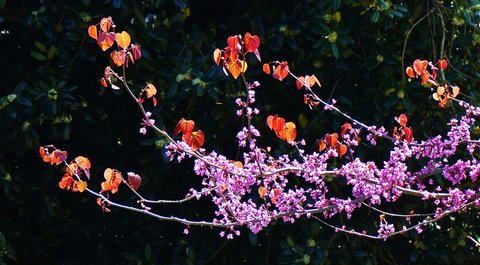 Cercis canadensis 'Merlot' PP22297 | Cercis 'Merlot' | Canadian Redbud ...