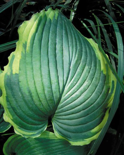 Hosta 'Spartacus' | | plant lust