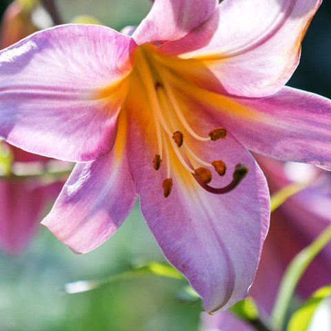 Lilium Pink Perfection Group | Lilium 'Pink Perfection' | Pink ...