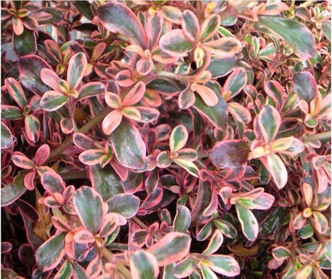 Coprosma 'Fire Burst' | | plant lust