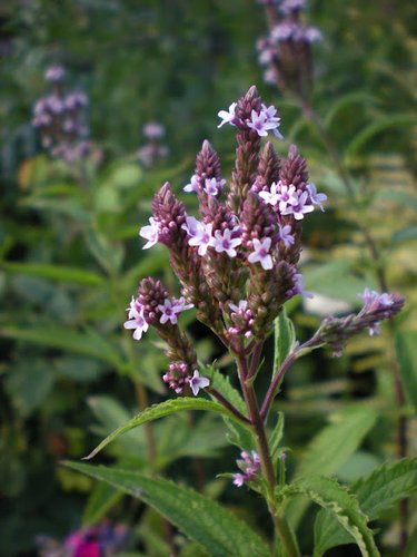 Verbena hastata 'Rosea' | Verbena hastata f. rosea | Rosea Pink Vervain ...