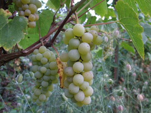 Interlaken Seedless Green Grape | Vitis labrusca 'Interlaken' | Vitis ...