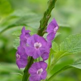 Stachytarpheta indica | Indian Snakeweed | Jamaica Vervain | Lavender ...