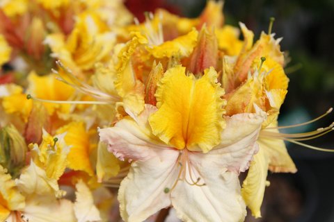 Washington State Centennial Azalea | Azalea 'Washington State ...