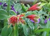 Alstroemeria | plant lust