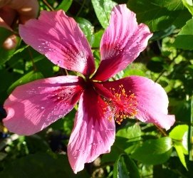 Hibiscus rosa-sinensis 'Fiji Island' | Fiji Island Hibiscus | plant lust