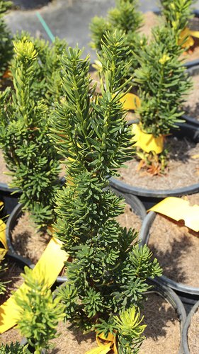 Taxus x media 'Sentinalis' | Sentinal Hybrid Yew | plant lust