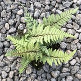Athyrium 'Ghost' | Athyrium x 'Ghost' | Ghost Fern | plant lust