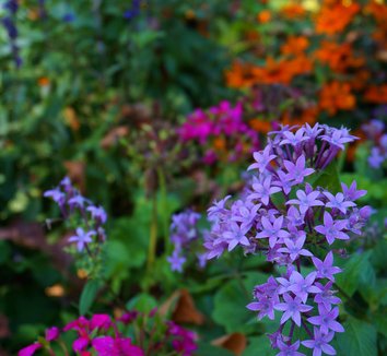 Pentas from multiple nurseries on Plant Lust