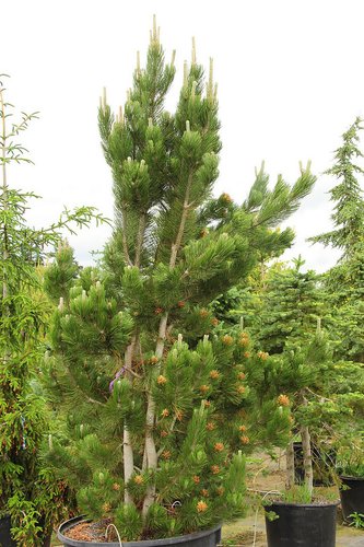 Pinus heldreichii 'Satellit' | Pinus heldreichii var. leucodermis ...