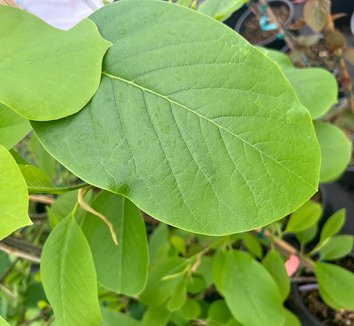 Whitman Farms - plant lust
