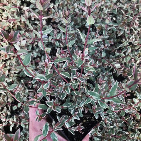 Ugni molinae 'Flambeau' | Chilean Guava | Variegated Chilean Guava ...