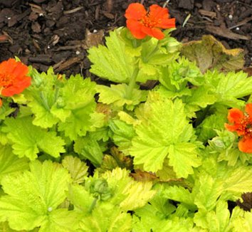 Geum 'Mango Lassi' | plant lust