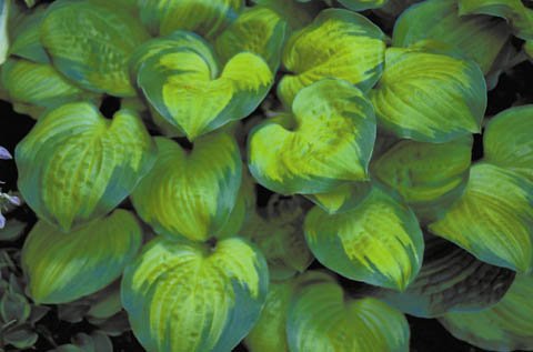 Hosta 'Heart And Soul' | | plant lust