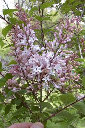 Syringa pubescens subsp. microphylla 'Superba' | Syringa microphylla ...